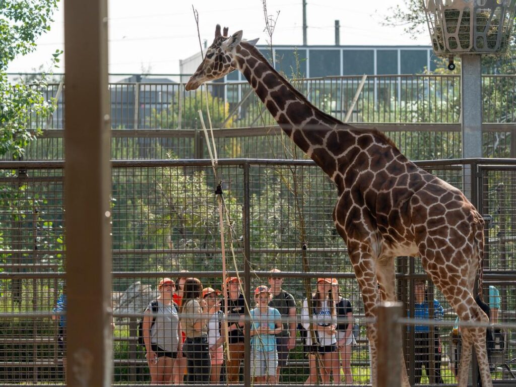 Local Laundry x Wilder Institute/Calgary Zoo: A Collaboration with Hea